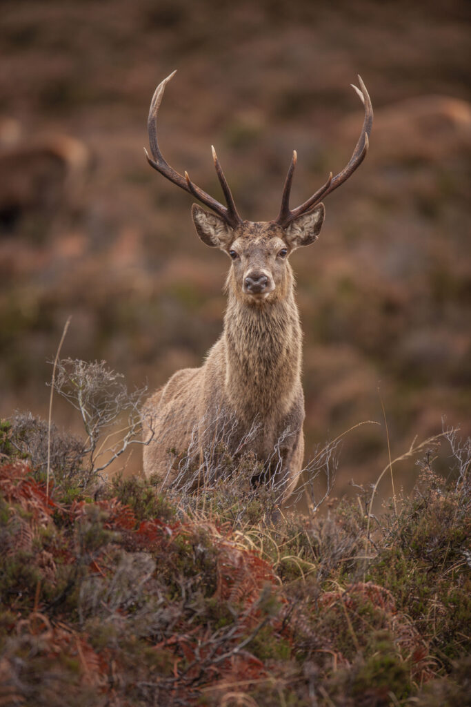 Where to Photograph Wildlife in Scotland - Wildlife Photography Scotland