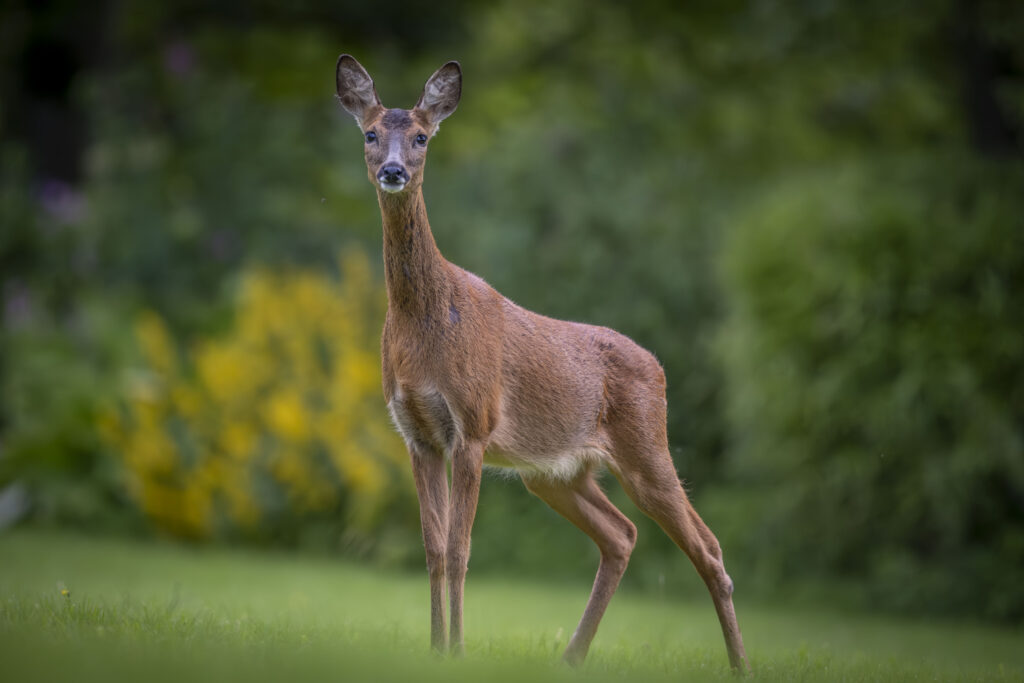 Know your Subject - Wildlife Photography Scotland